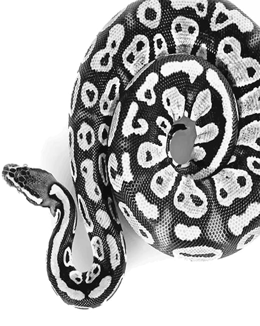 Black And White Royal Python NEW Paint By Numbers - Numeral Paint Kit