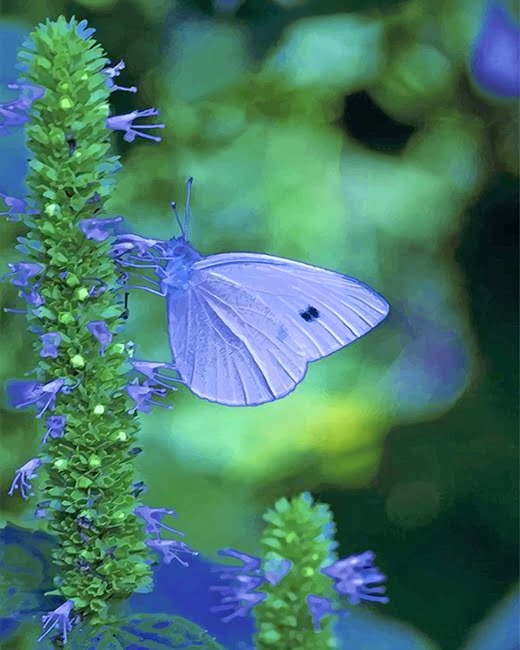 Blue Cabbage Butterfly NEW Paint By Numbers - Numeral Paint Kit