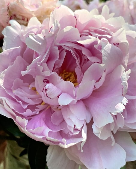 Common Peony - Flowers Paint By Numbers - Numeral Paint