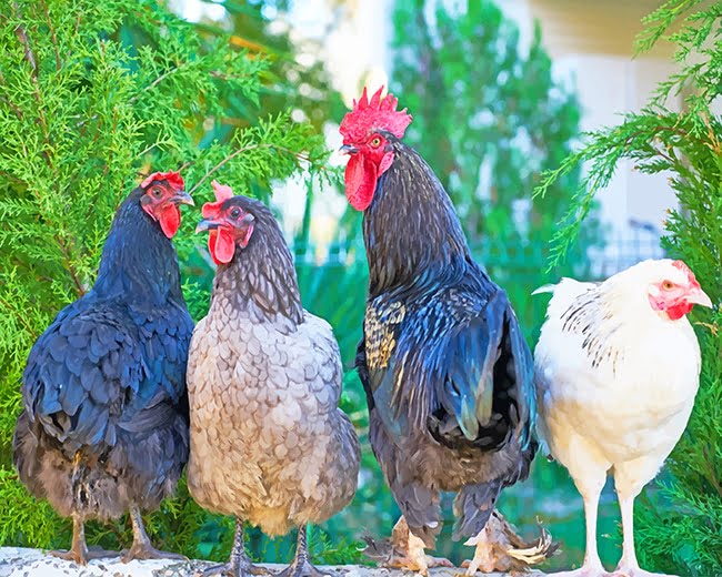 Four Assorted Color Roosters NEW Paint By Numbers - Numeral Paint Kit