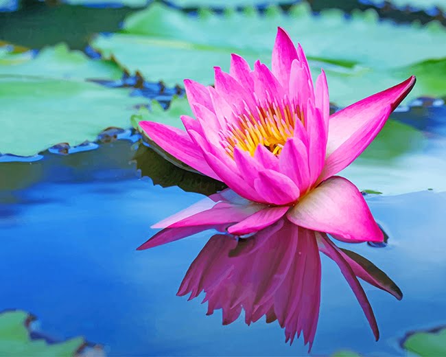 Pink Lotus NEW Paint By Numbers - Numeral Paint Kit
