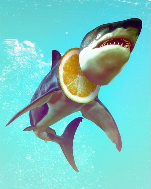 Lemon Shark Paint By Numbers - Numeral Paint Kit