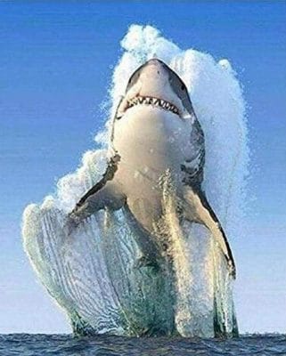 Great Shark Paint By Numbers - Numeral Paint Kit