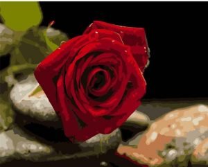 Red Rose Paint By Numbers - Numeral Paint Kit