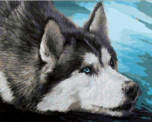 Sad Husky Dog Paint By Numbers - Numeral Paint Kit