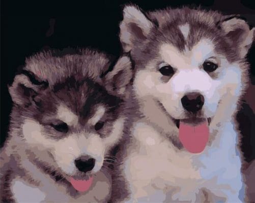 Husky Puppies Paint By Numbers - Numeral Paint Kit