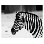 Black And White Zebra Paint By Numbers - Numeral Paint Kit