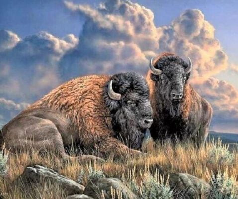 Wild Buffalo Paint By Numbers - Numeral Paint Kit