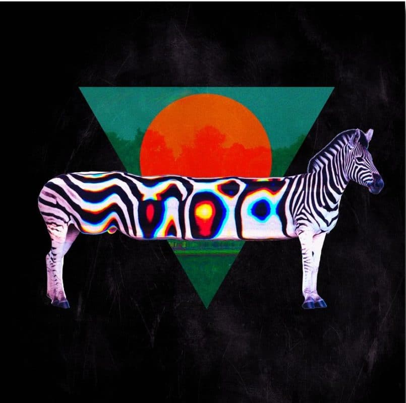 Funky Zebra Animals Paint By Numbers - Numeral Paint Kit