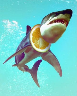 Lemon Shark Paint By Numbers - Numeral Paint Kit
