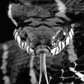 Red And Black Python NEW Paint By Numbers - Numeral Paint Kit