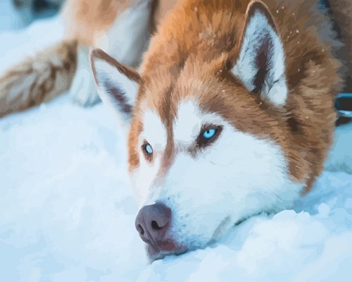 Brown Husky Paint By Numbers - Numeral Paint Kit