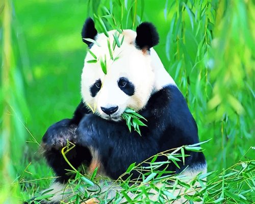 Giant Panda Paint By Numbers - Numeral Paint Kit