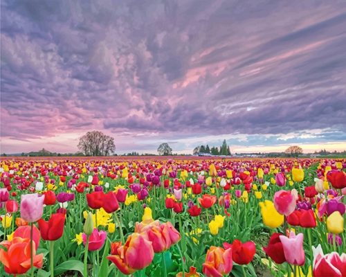 Spring Tulips Field Paint By Numbers - Numeral Paint Kit