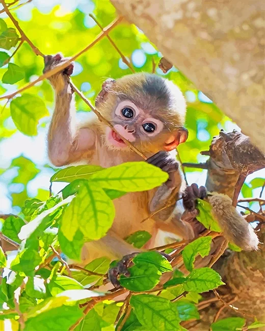 Cute Baby Monkey Golden Baby Monkey Of The Silver Langur Species In