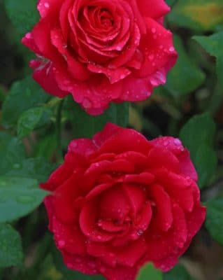 Red Roses Paint By Numbers - Numeral Paint Kit