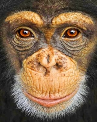 Monkey NEW Paint By Numbers - Numeral Paint Kit