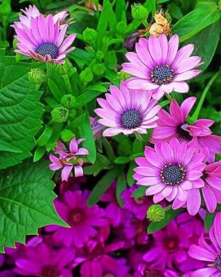 Purple African Daisy Paint By Numbers - Numeral Paint Kit