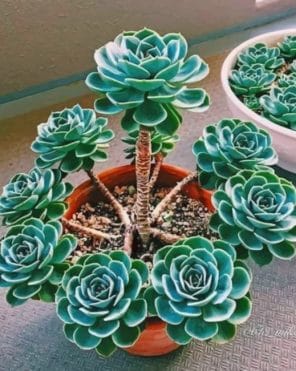 Cactus Plants Paint By Numbers - Numeral Paint Kit