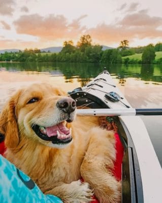 Happy Dog Paint By Numbers - Numeral Paint Kit