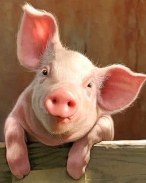 Pig Animal Paint By Numbers - Numeral Paint Kit