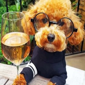 Cute Cockapoo - Paint By Number - Numeral Paint