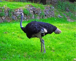 Wild Ostrich Paint By Numbers - Numeral Paint Kit