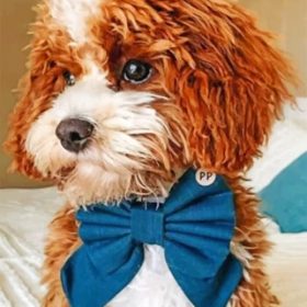 Cute Cockapoo - Paint By Number - Numeral Paint