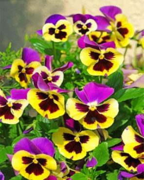Pansy Flowers Paint By Numbers - Numeral Paint Kit