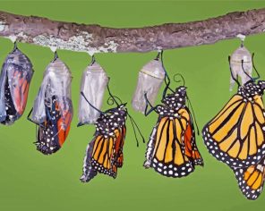 Monarch Butterfly Cycle Of Life Paint By Numbers - Numeral Paint Kit