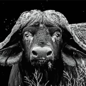 Birds - Paint by numbers - Numeral Paint