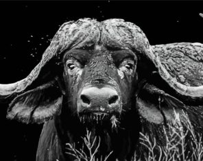 Black And White Bull Paint By Numbers - Numeral Paint Kit