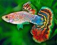 Guppy Fish Paint By Numbers - Numeral Paint Kit