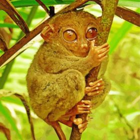 Tarsier Primate Paint By Numbers - Numeral Paint Kit