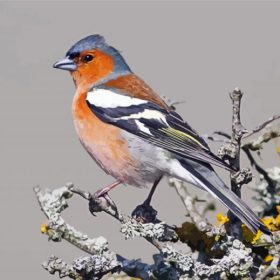 Aesthetic Pinson Bird Paint By Numbers - Numeral Paint Kit