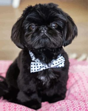 Black Shih Tzu Puppy Paint By Numbers - Numeral Paint Kit